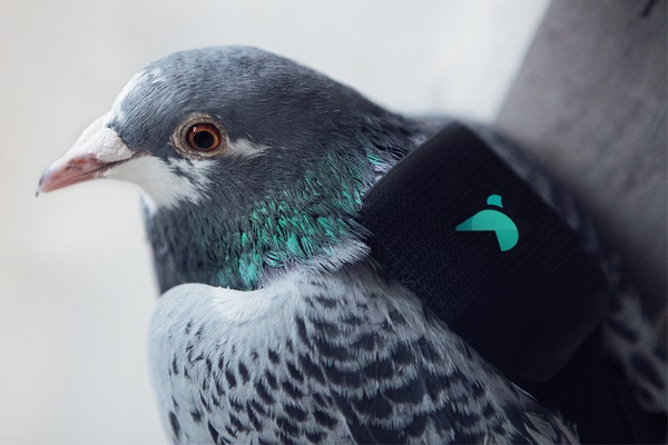 Pigeon Air Patrol หน่วยพิราบรายงานมลพิษทางอากาศผ่านทวิตเตอร์